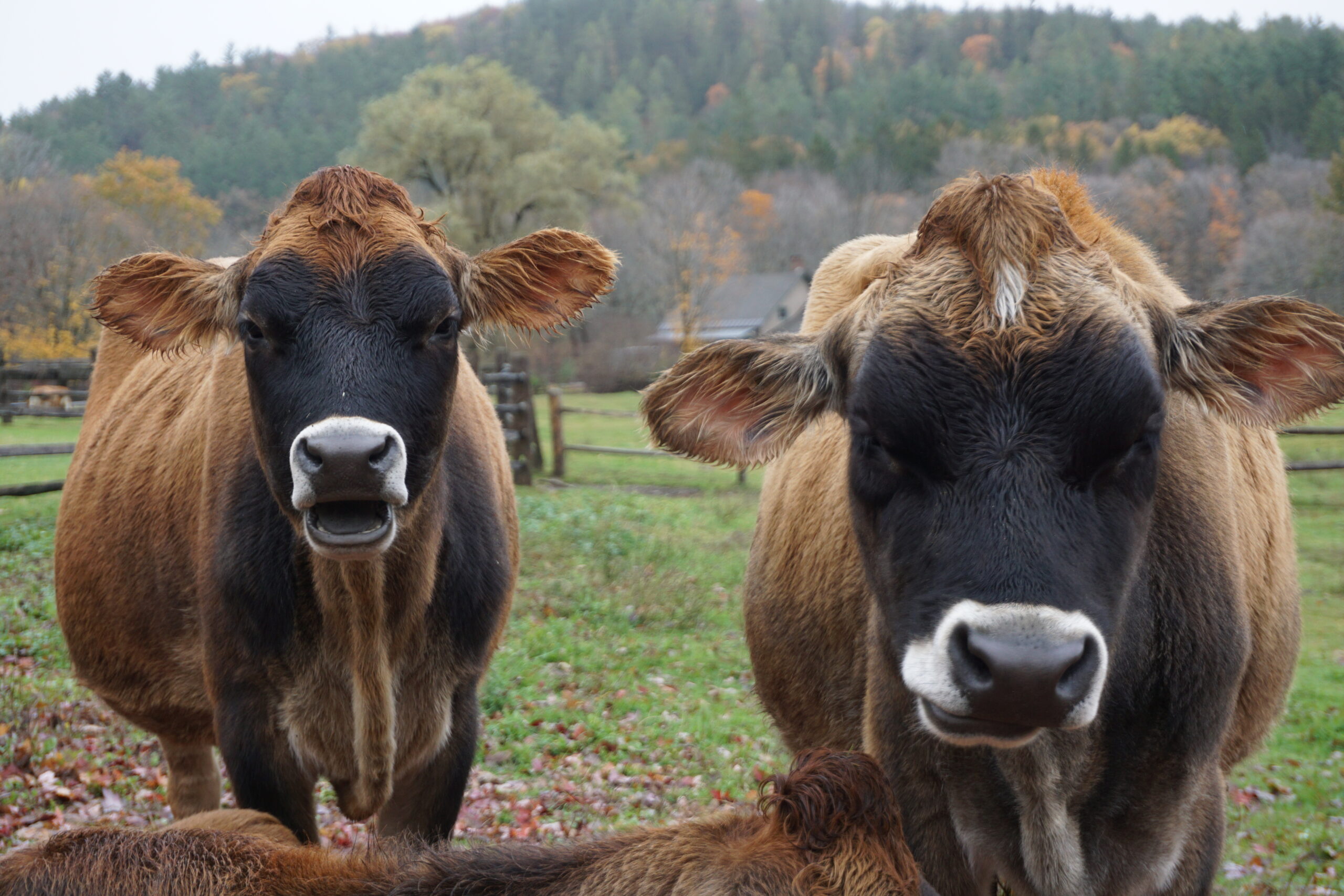 Your Guide to The Perfect New England Fall Road Trip - Amanda Meets World
