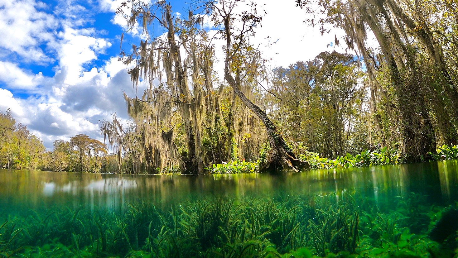 Everything You Need to Know When Visiting Silver Springs State Park ...
