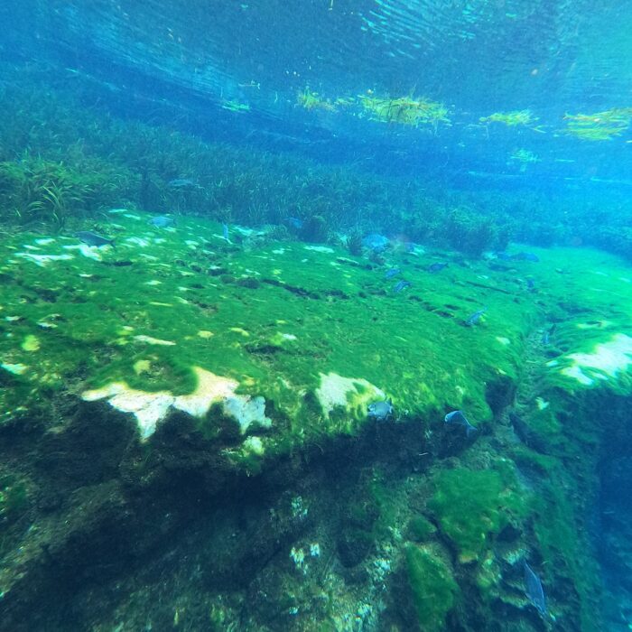 Everything You Need to Know When Visiting Silver Springs State Park ...