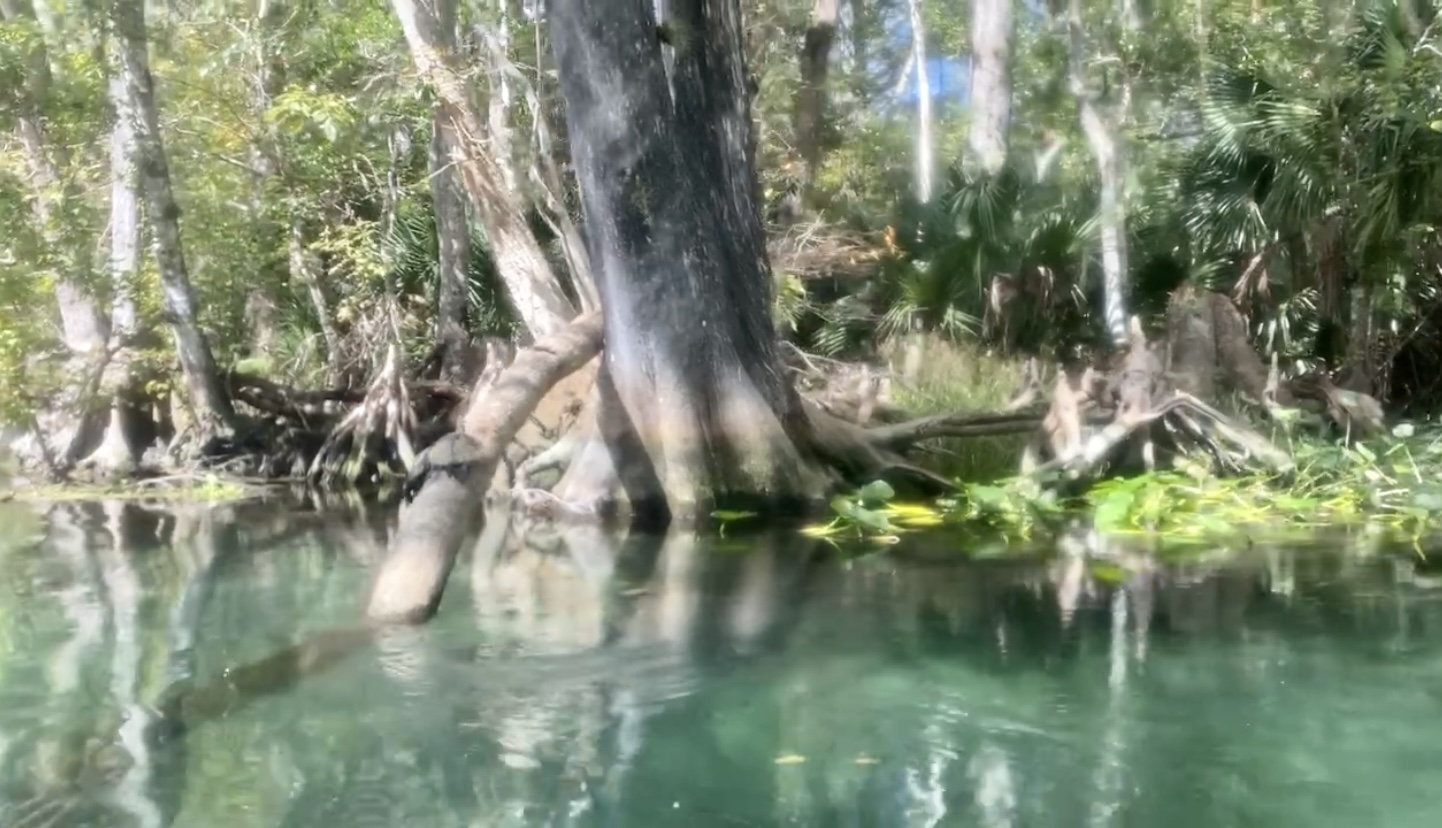 Everything You Need to Know When Visiting Silver Springs State Park ...